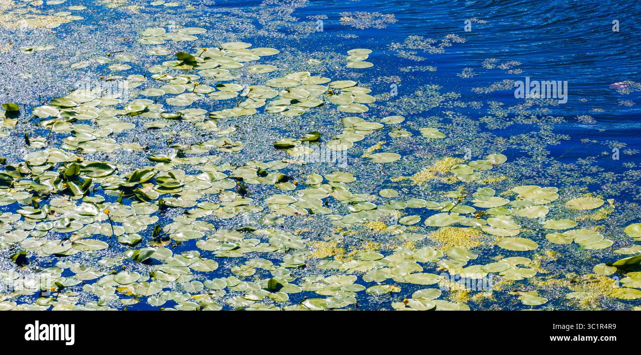 Yellow water lilies and other aquatic plants are forming patterns on ...