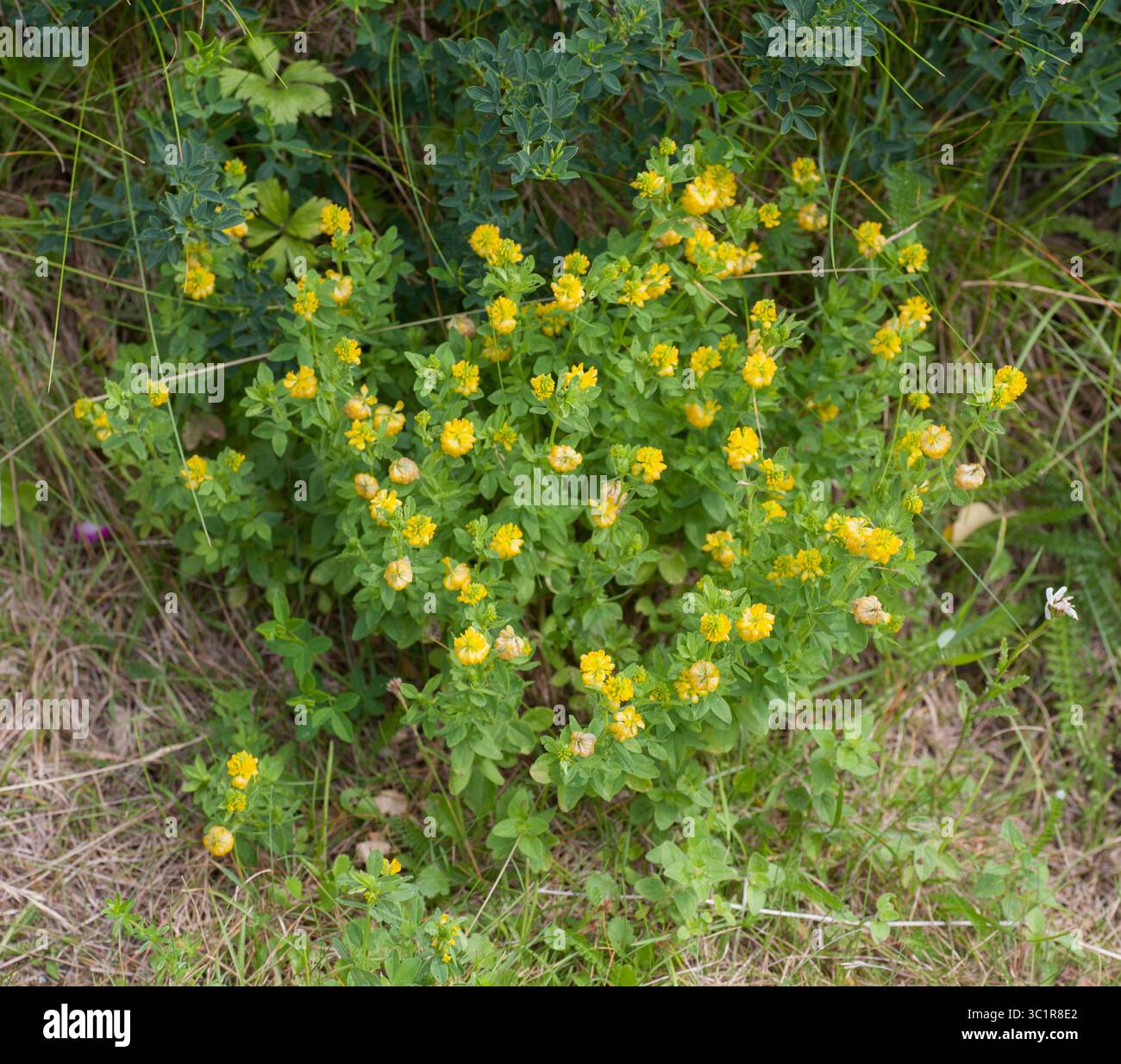Trefoil clover hi-res stock photography and images - Alamy
