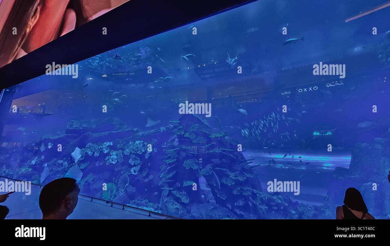 Dubai, UAE. October 3, 2024. Tourists observe fish in the huge Dubai ...