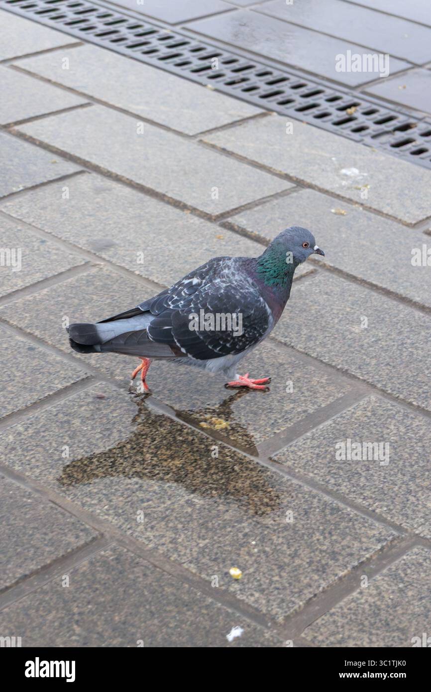 Pigeon walking on the pavement in the city. Close-up Stock Photo - Alamy