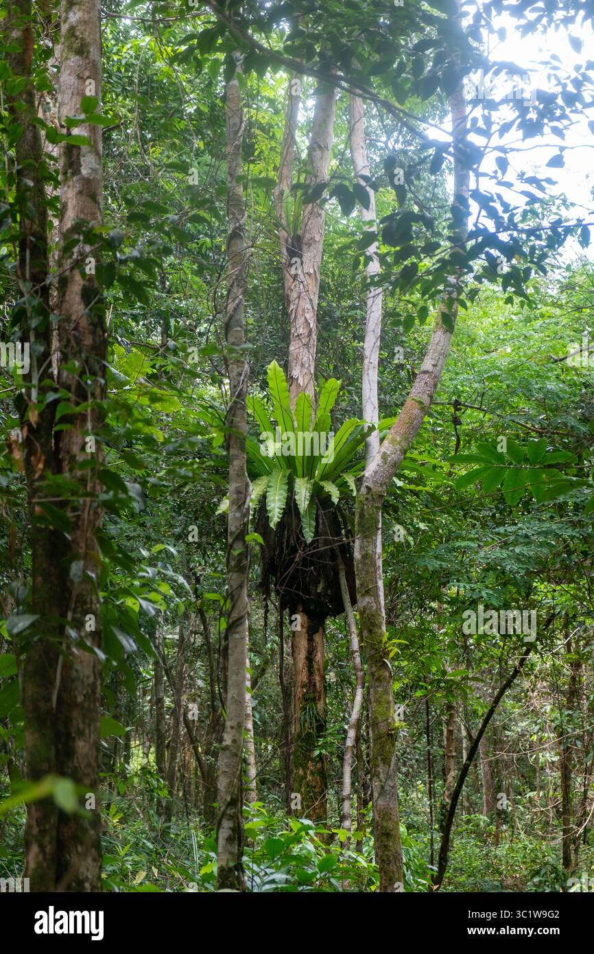 Muddy trail through rainforest hi-res stock photography and images - Alamy