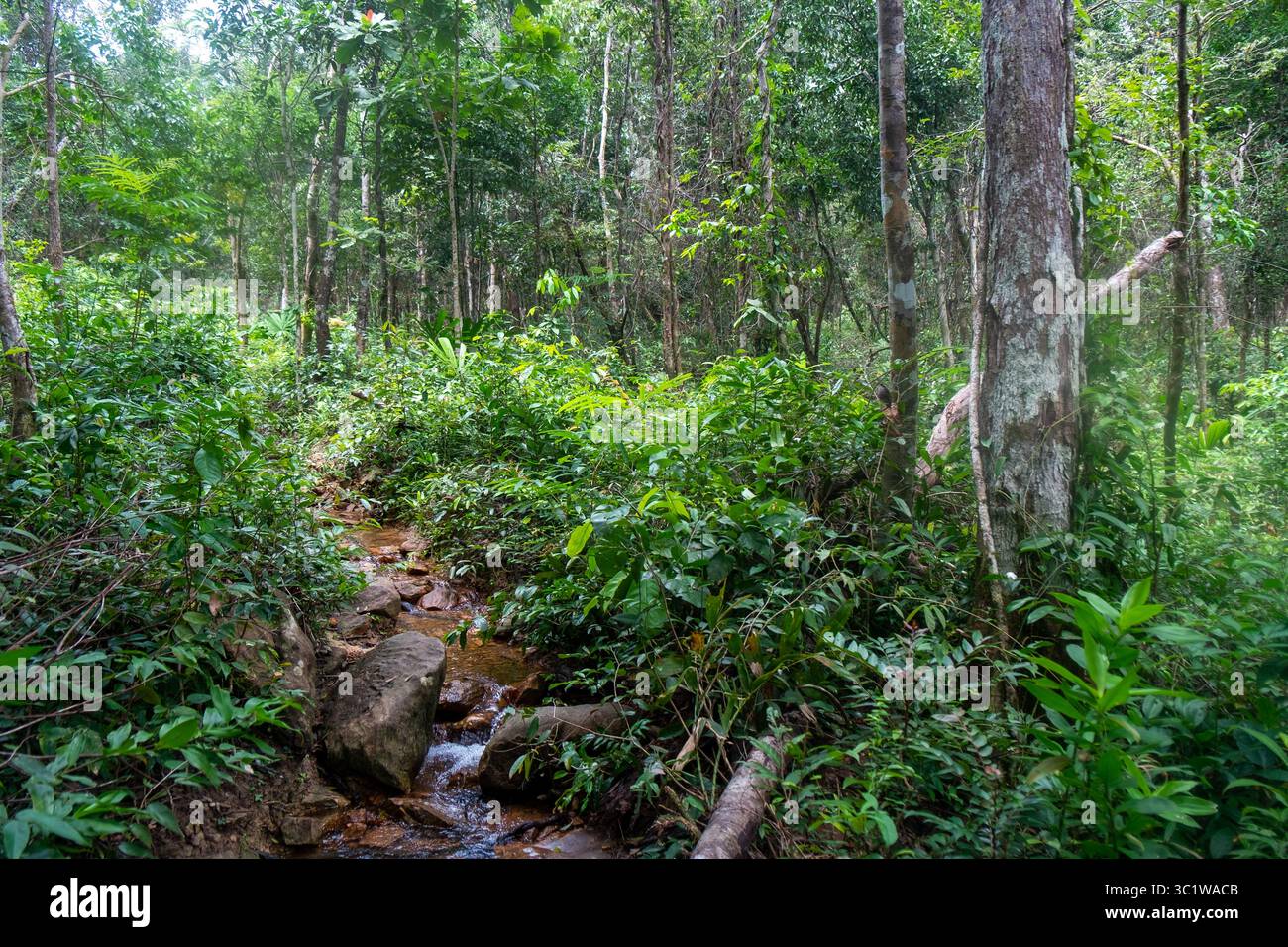 Path through dense vegetation hi-res stock photography and images - Alamy