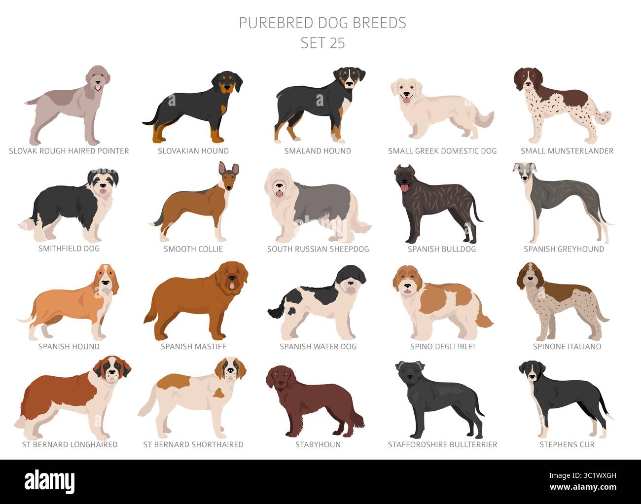 Collection of all dog breeds. Collection in 28 sets. Realistic image of ...