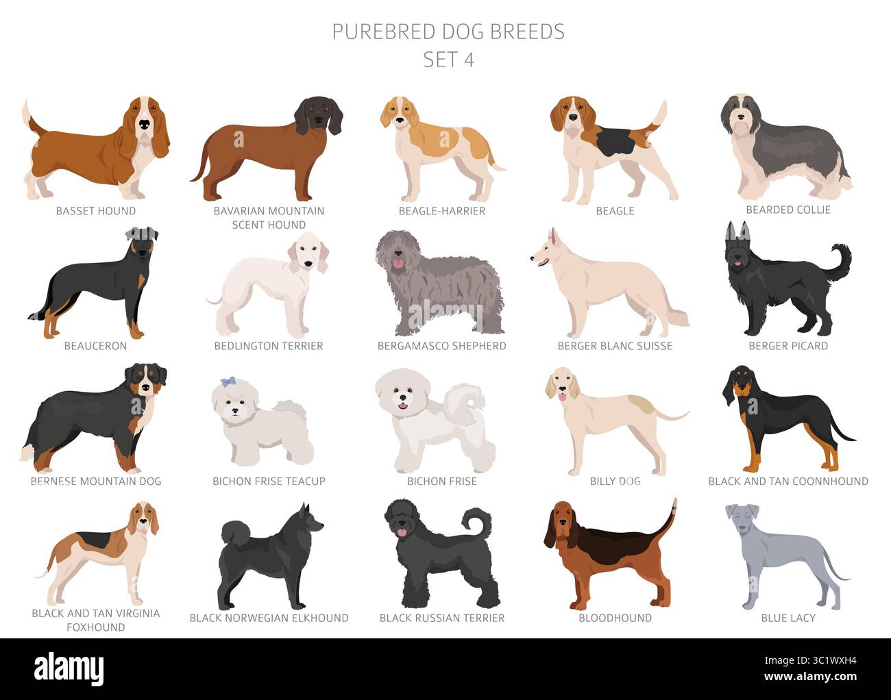 Collection of all dog breeds. Collection in 28 sets. Realistic image of ...