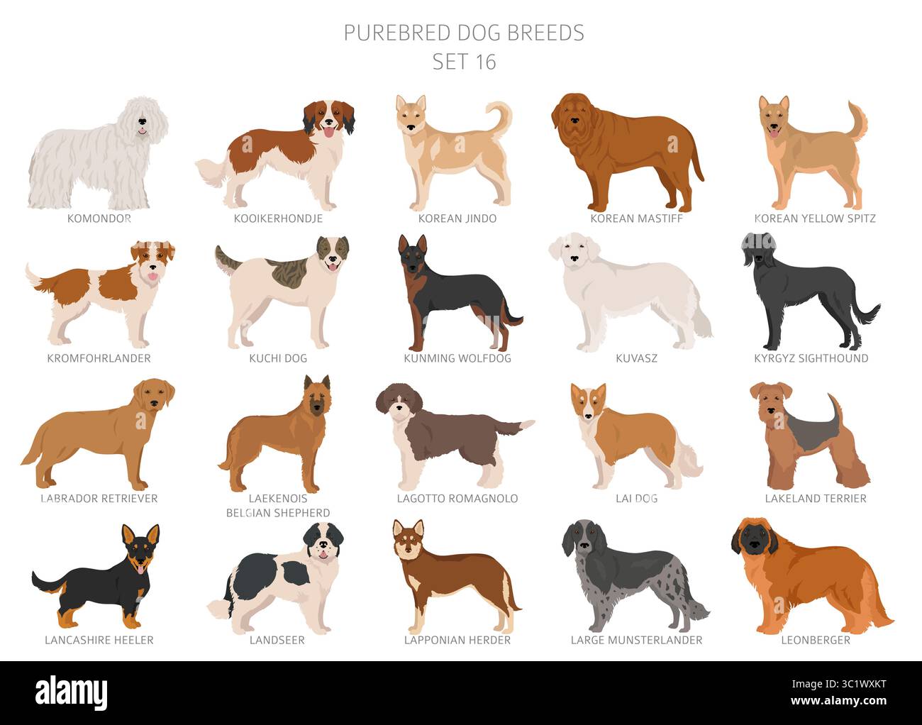 Collection of all dog breeds. Collection in 28 sets. Realistic image of ...