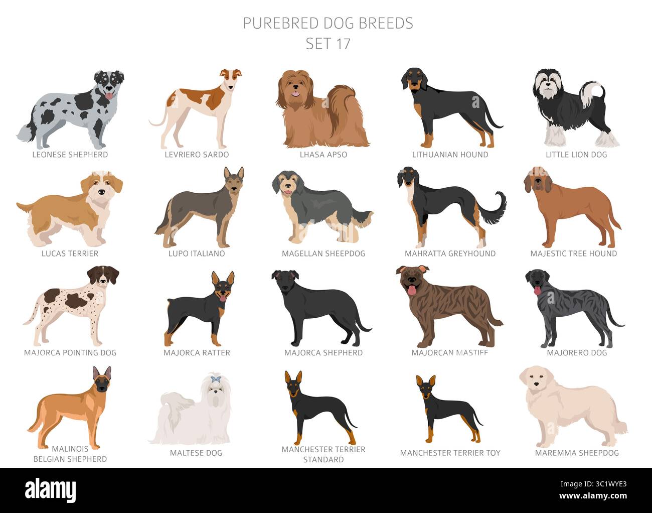 Collection of all dog breeds. Collection in 28 sets. Realistic image of ...