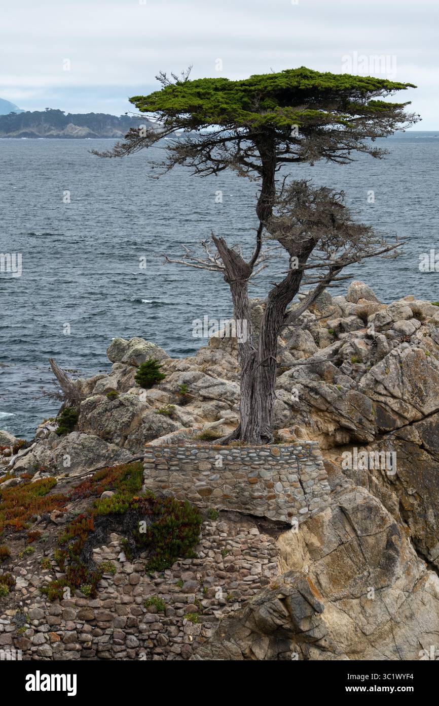 The Lone Cypress in Pebble Beach California Stock Photo - Alamy