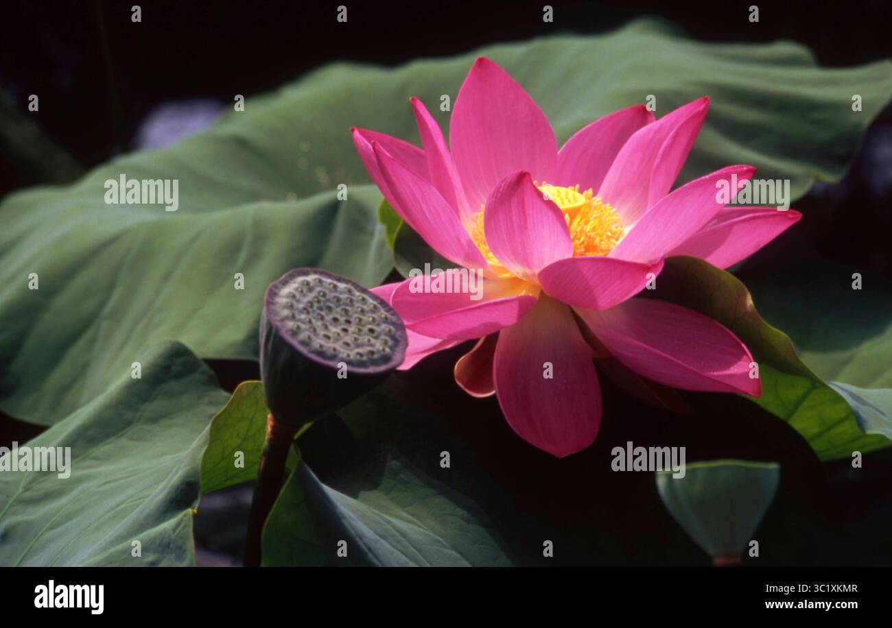 Leaves flower pod seed hi-res stock photography and images - Alamy
