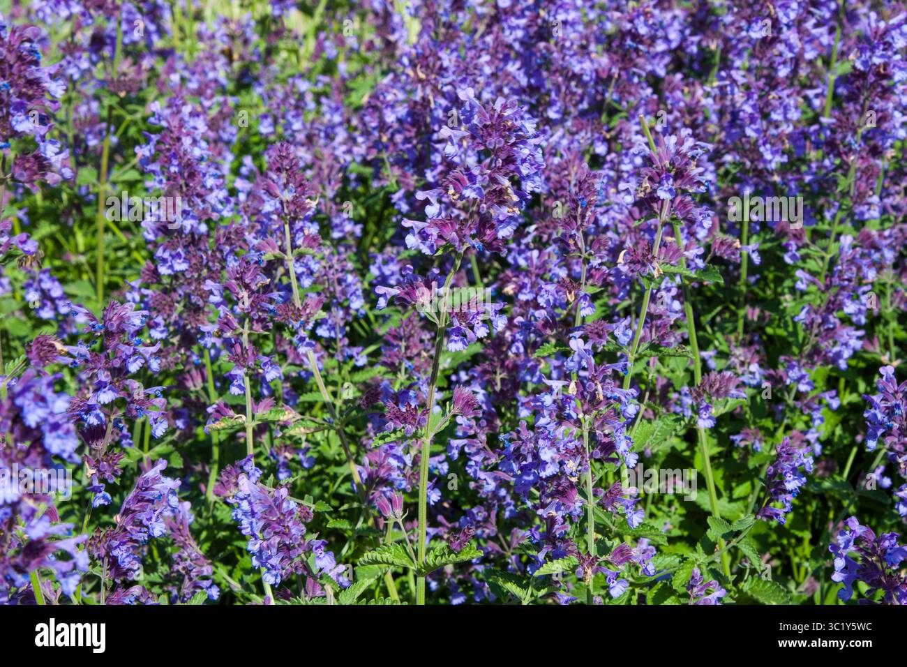 Small violet flowers of Walkey's Low Nepeta, Nepeta racemosa, the ...
