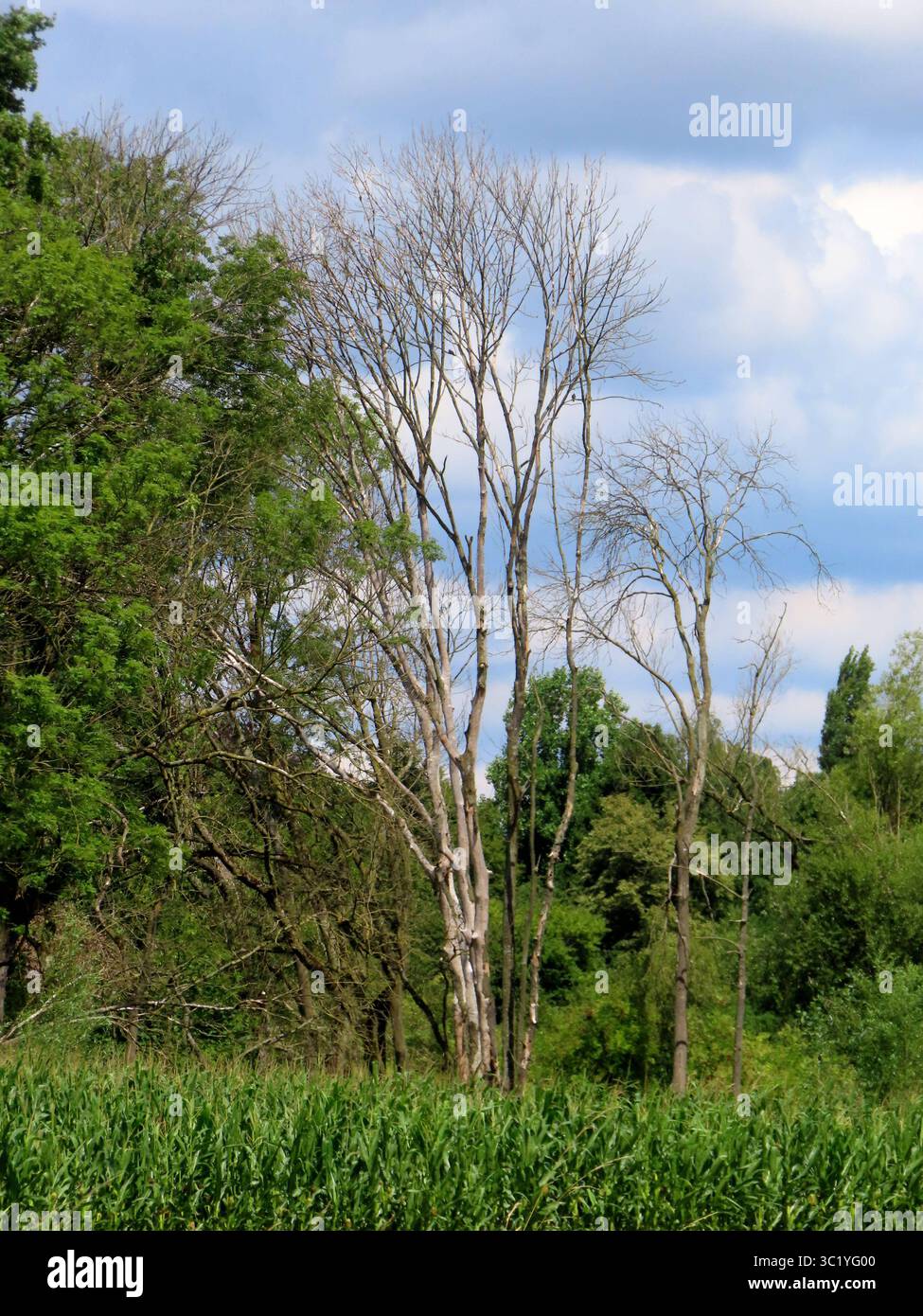 erhoehte Wasserstaende machen den ufernahen Baeumen zu schaffen ...