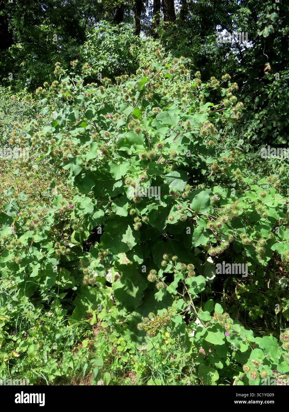 Mutter Natur ueberrascht uns immer wieder mit genetischen Spielfreuden ...