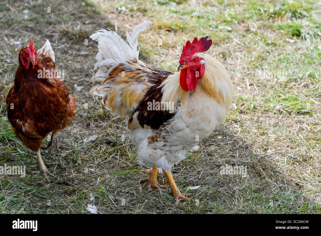 Deutschland, Baden-Wuerttemberg, Ebersbach an der Fils 23.07.2025 ...