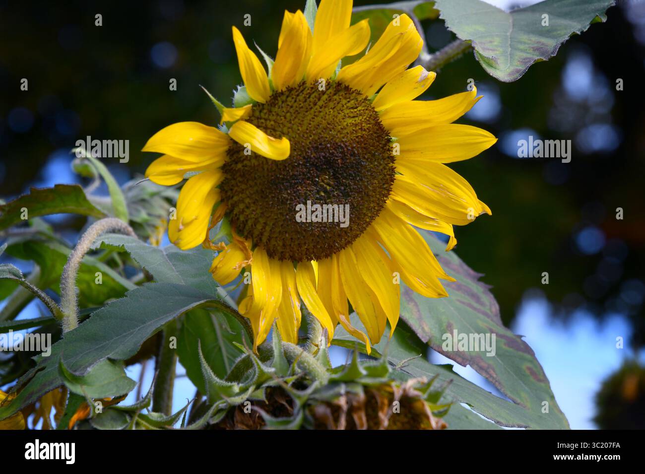 Large, yellow sunflower blooms along a fence row in Vermont. Head of ...