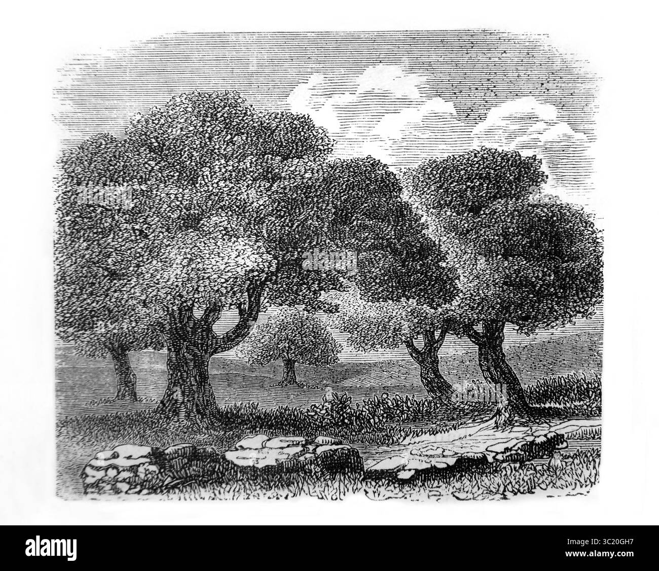 Olive grove trees tree Black and White Stock Photos & Images - Alamy