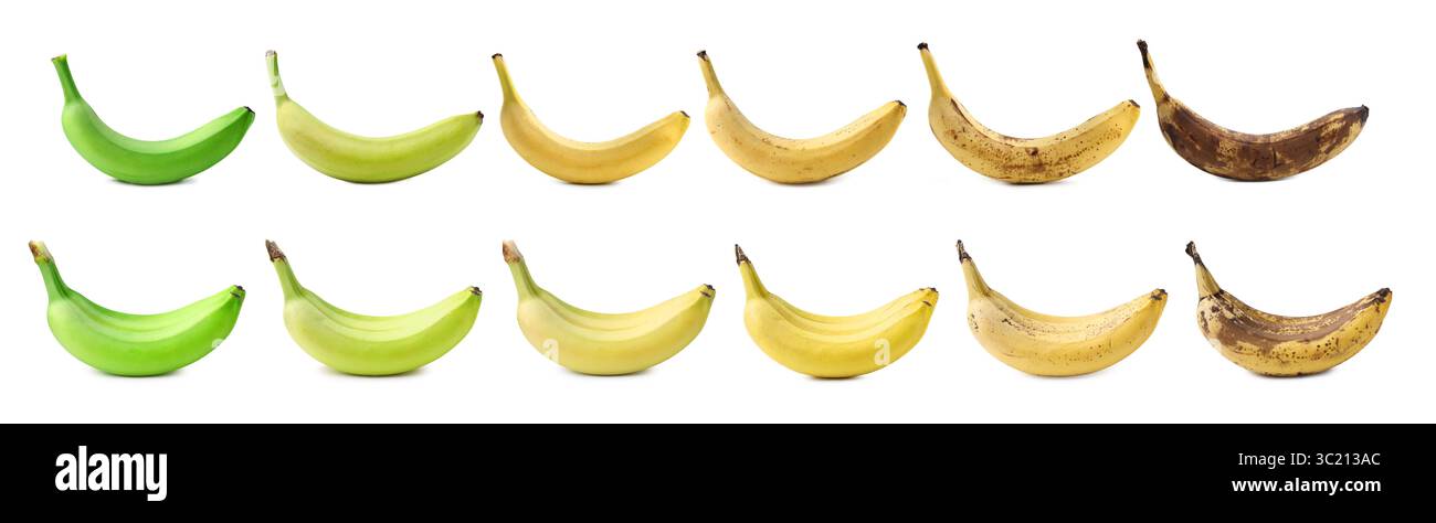 Ripening stages of banana fruits on white background, collage Stock ...