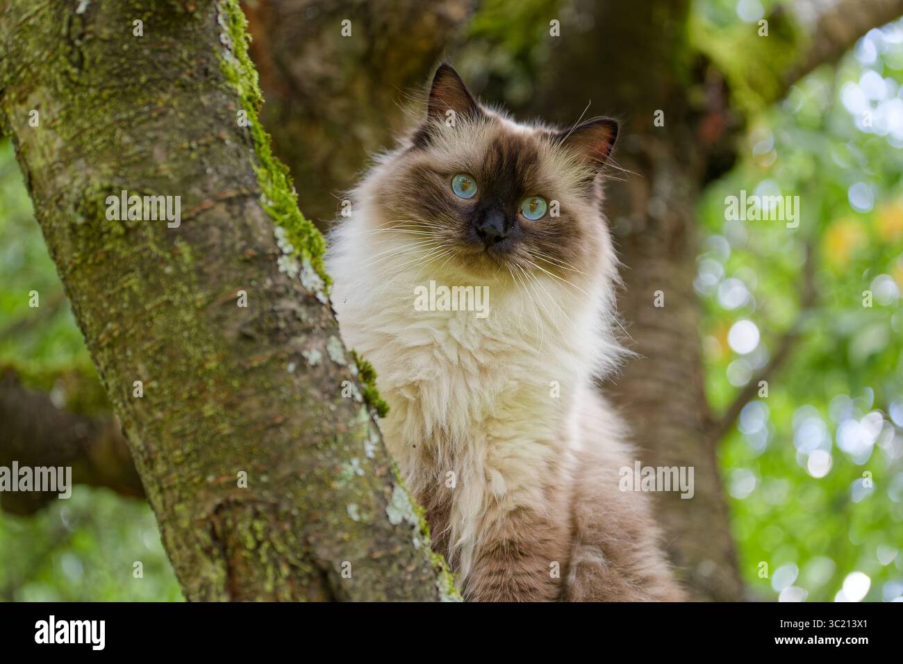 Big gray stray cat hi-res stock photography and images - Alamy