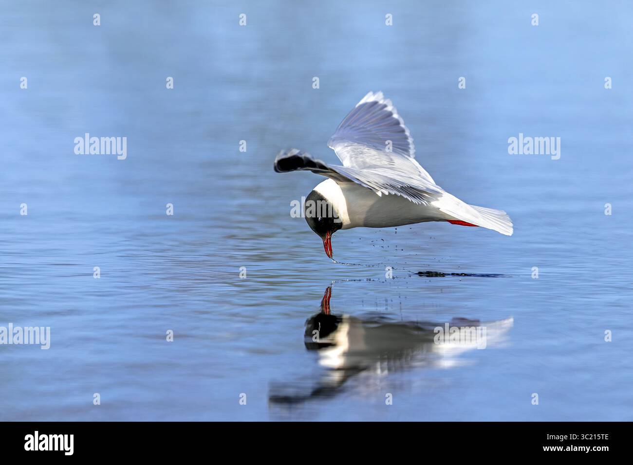 Hunting little gull (Hydrocoloeus minutus / Larus minutus) adult in ...