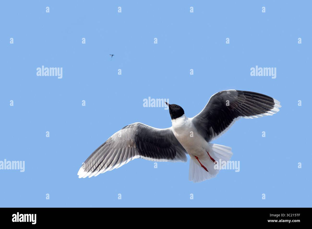 Flying little gull (Hydrocoloeus minutus / Larus minutus) adult in ...