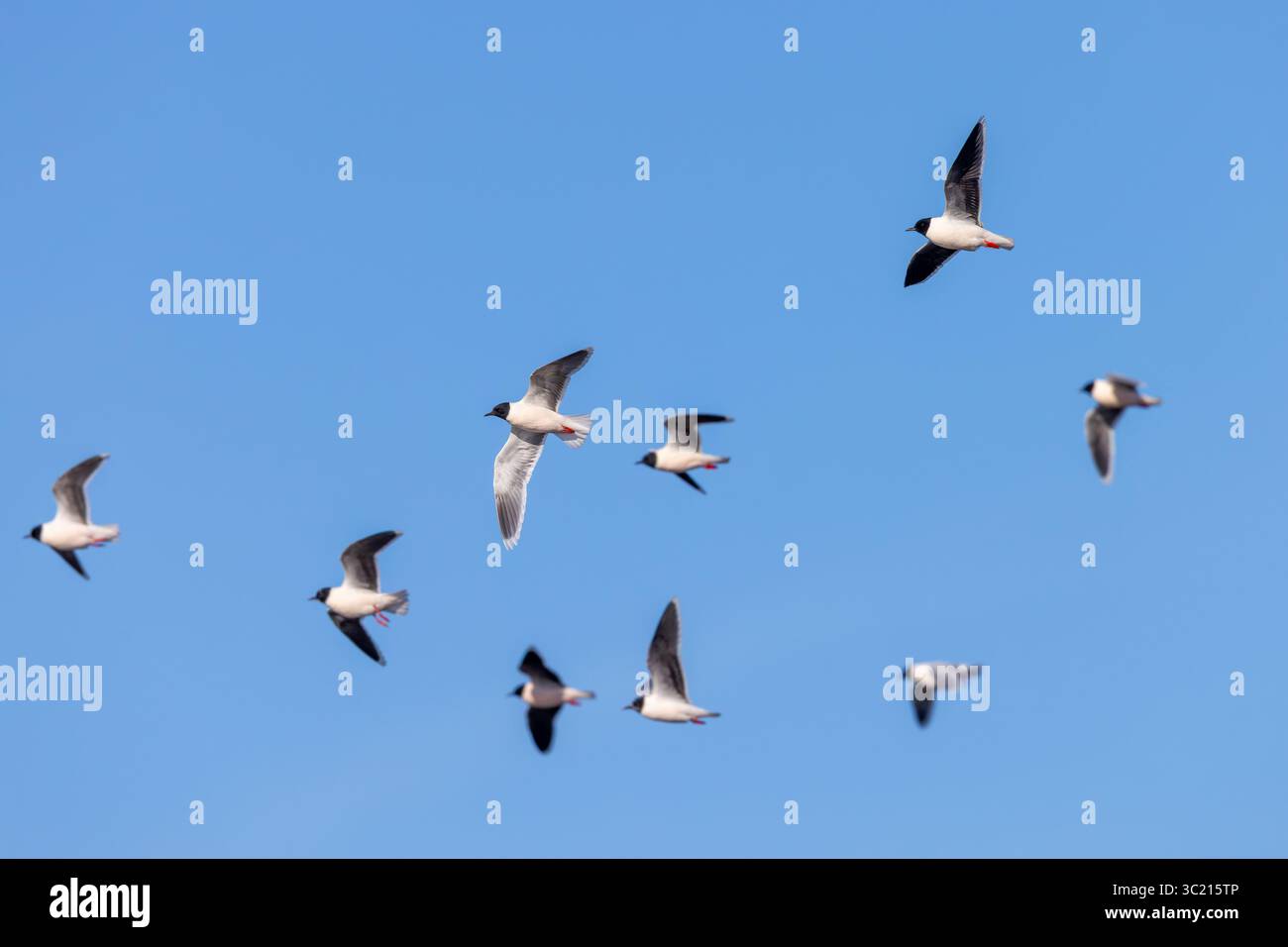 Flock of little gulls (Hydrocoloeus minutus) in breeding plumage flying ...