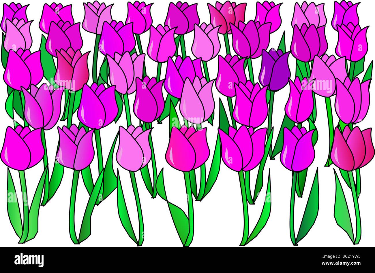 Pink tulip in bloom Stock Vector Images - Alamy