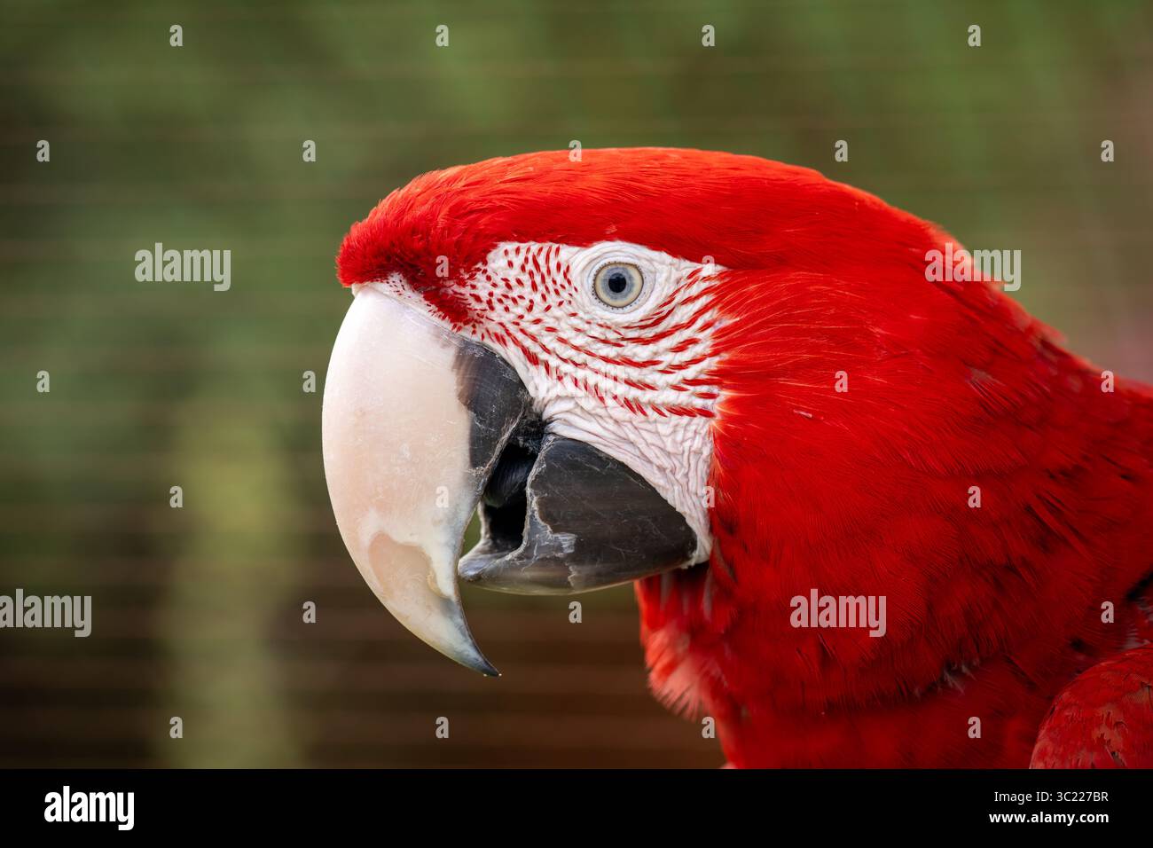 Tropical exotic macaw parrot hi-res stock photography and images - Alamy