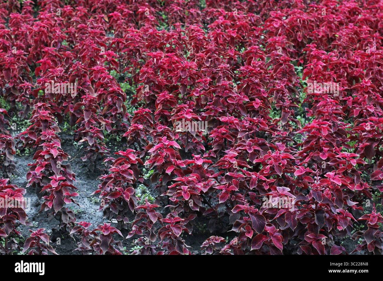 Lush flowerbed of deep red-leaved coleus plants with upright growth ...