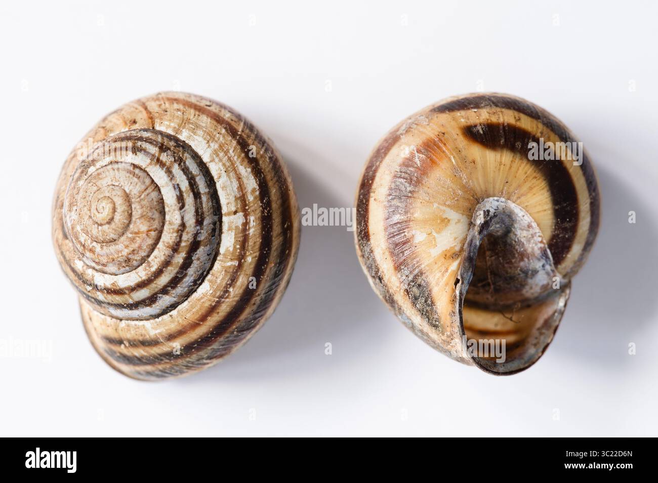 Two snail shells, top of shell and bottom of shell, on white background ...