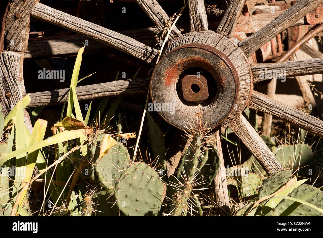 Desert portrait. New Mexico. Wagon wheel overgrown with desert plants ...
