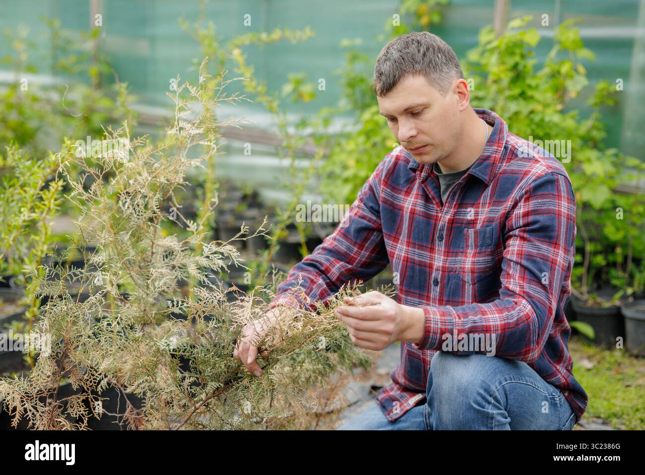 Man examining dried thuja shrub in greenhouse, inspecting plant damage ...