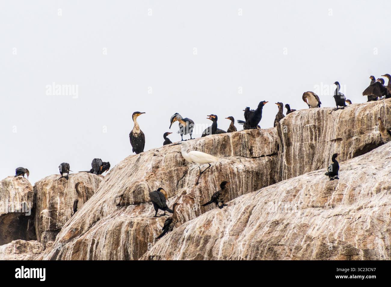 Impression of reed cormortants -Microcarbo africanus- and white ...