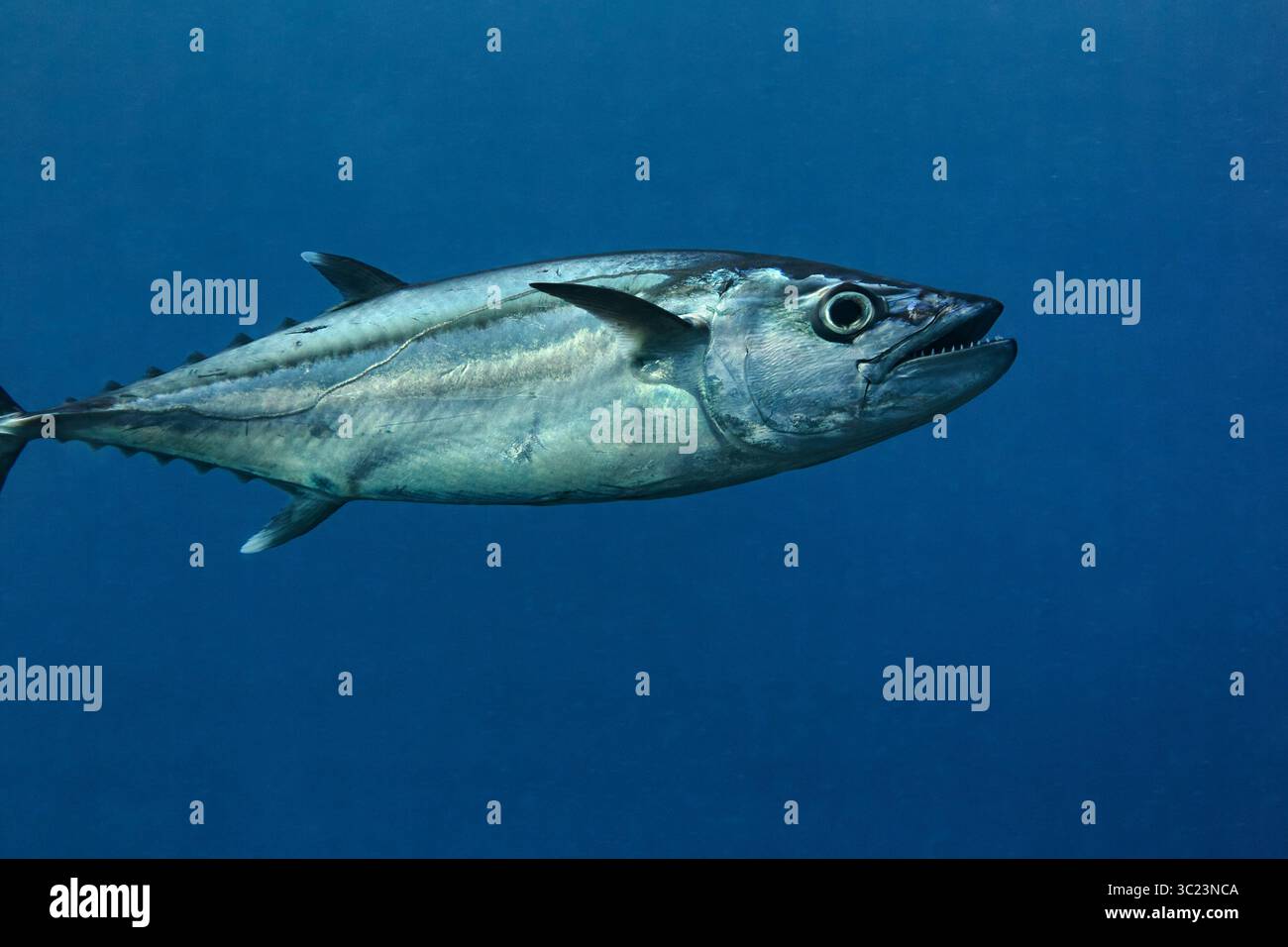 Big eye tuna hi-res stock photography and images - Alamy