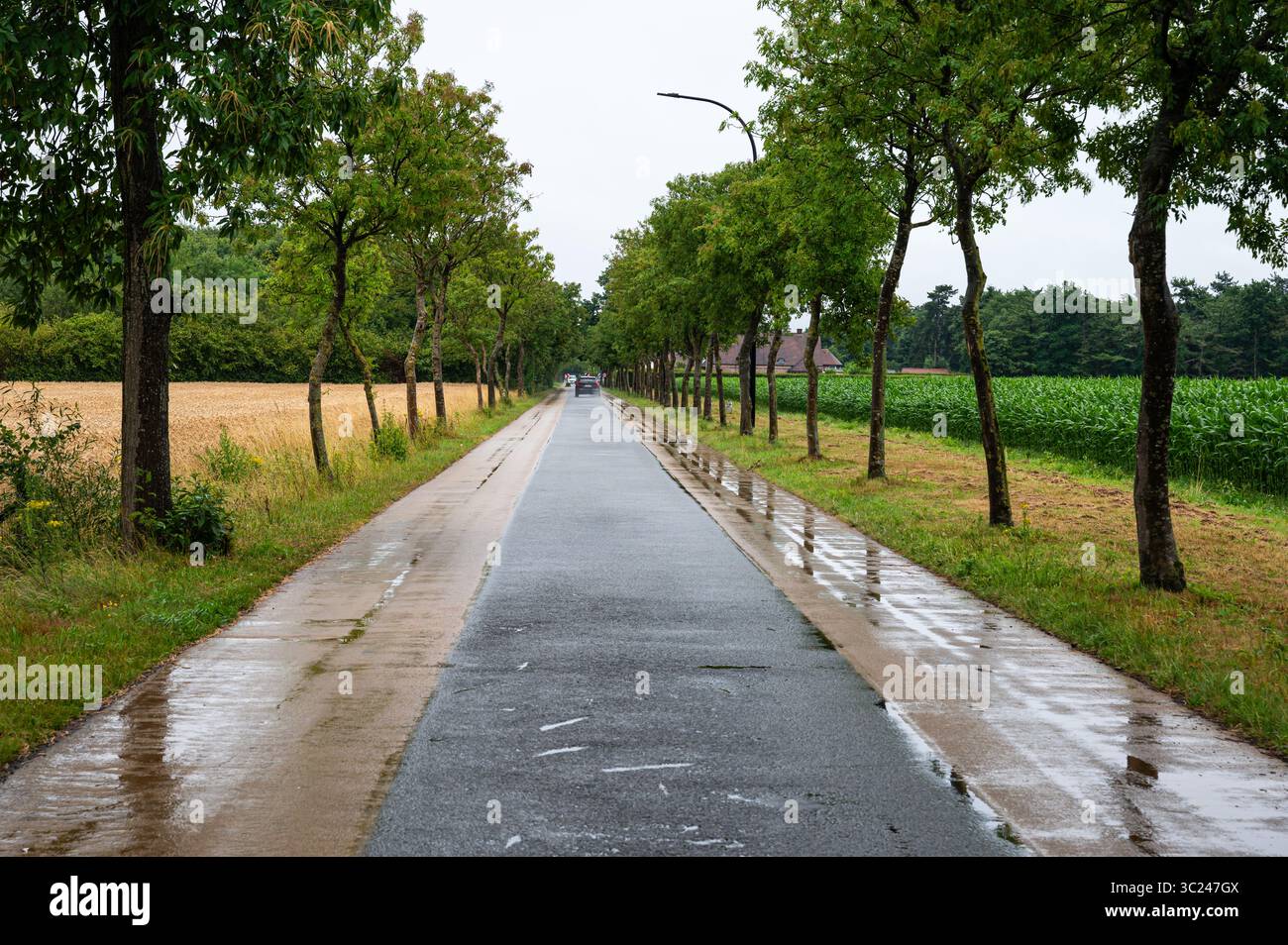 Wet surface of straigh torad through the agriculture fields at the ...