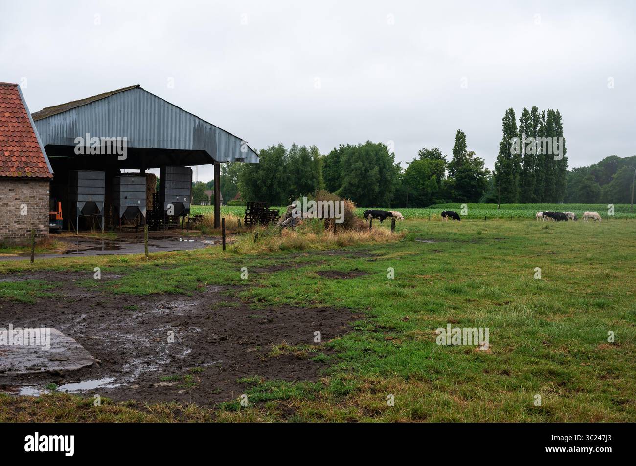 Farmfield with barns, tools and grazing cows at the Femish countryside ...