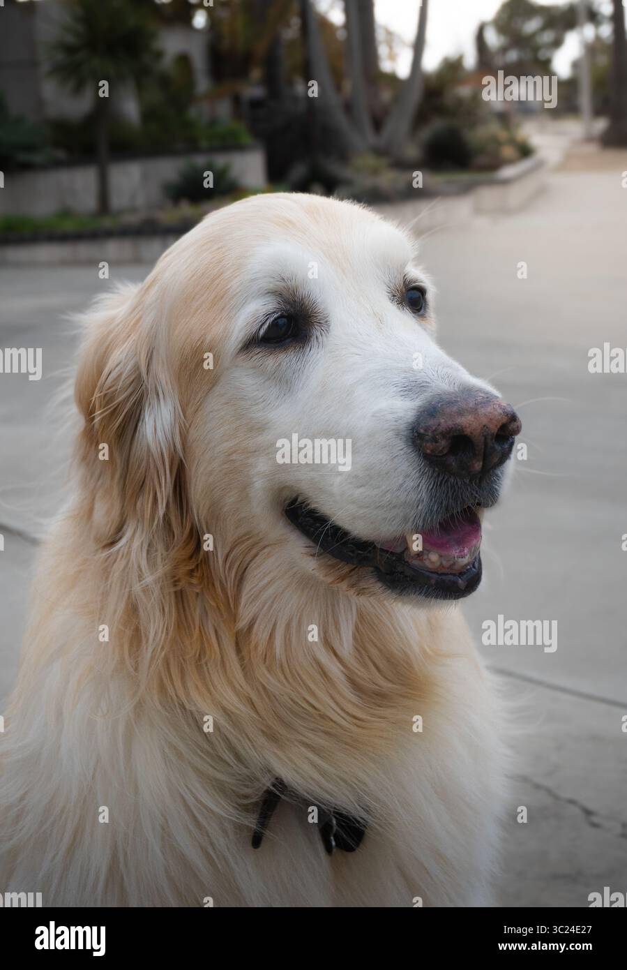 Pretty golden retriever dog hi-res stock photography and images - Alamy