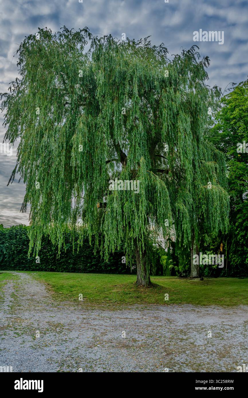 Wind sway branches willow green hi-res stock photography and images - Alamy