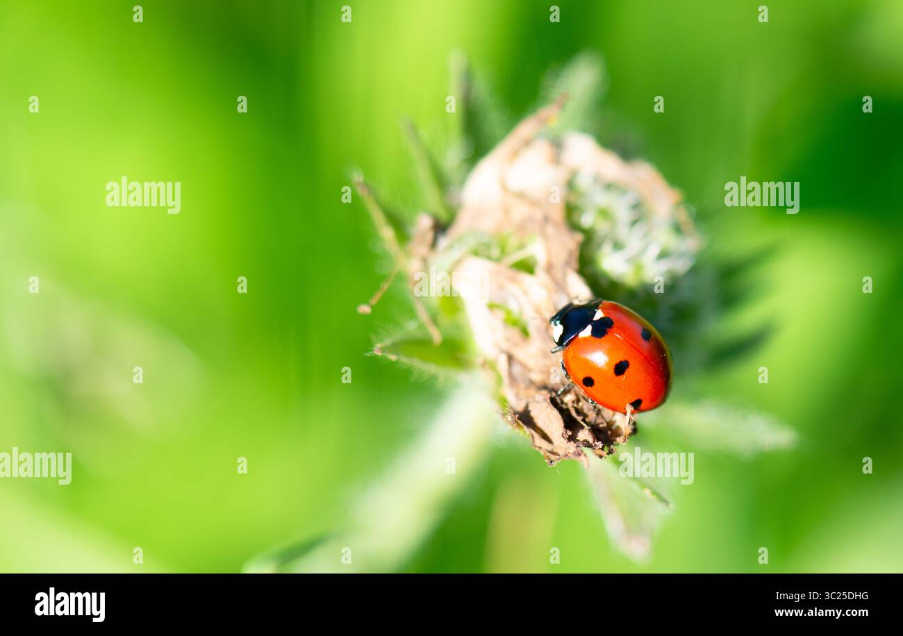 Ladybug On A Meadow, Macro Of A Bug Insect, Beetle Climbing Up A Flower ...
