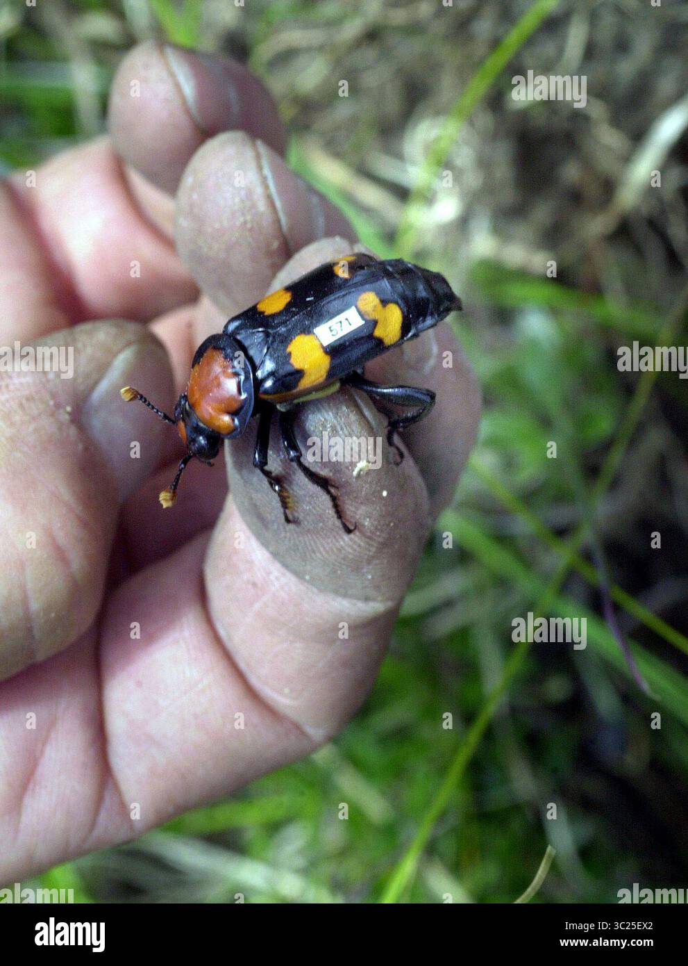 American burying beetle endangered hi-res stock photography and images ...