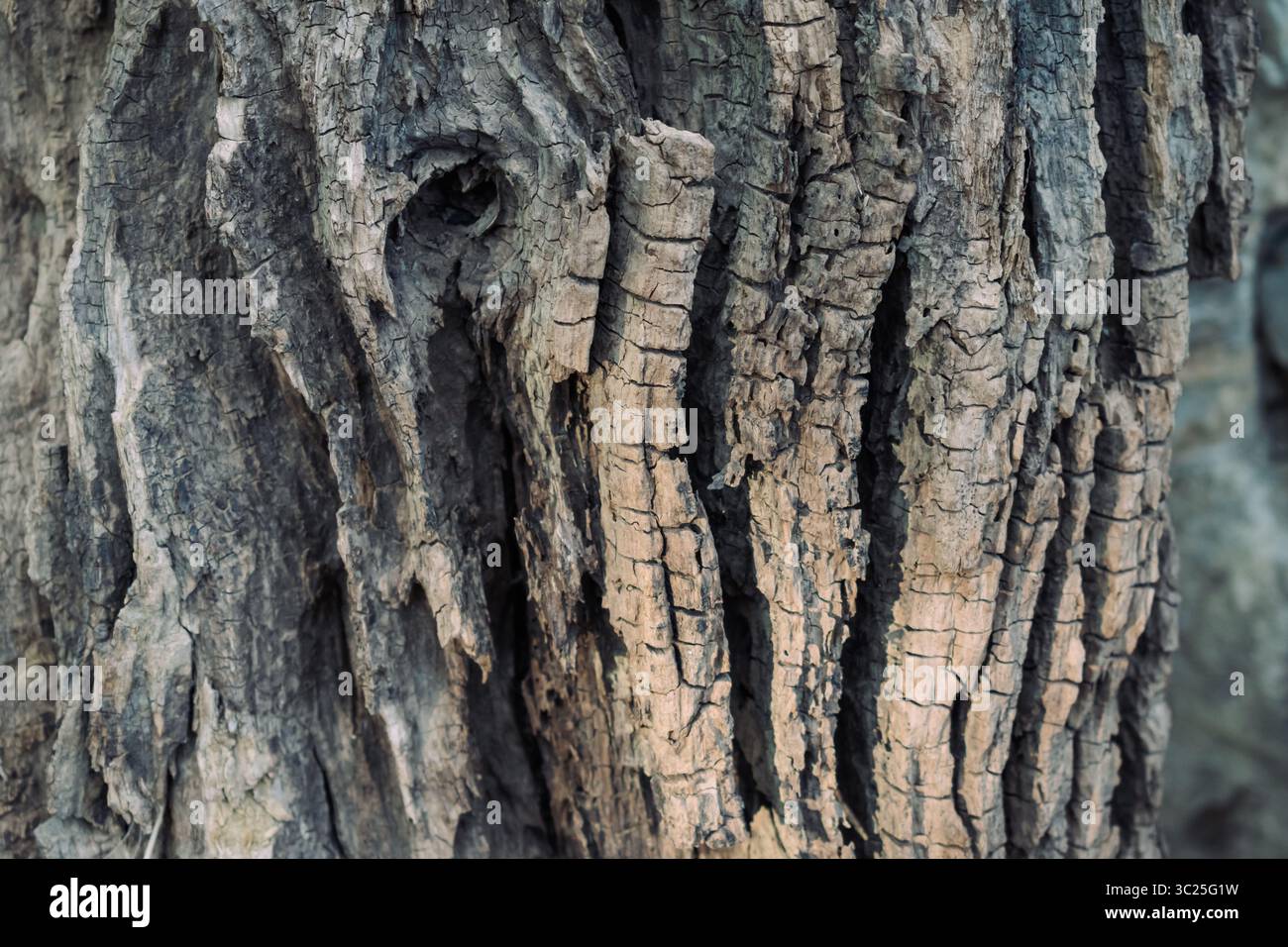 Natural grey wood texture with vertical lines and grooves Stock Photo ...
