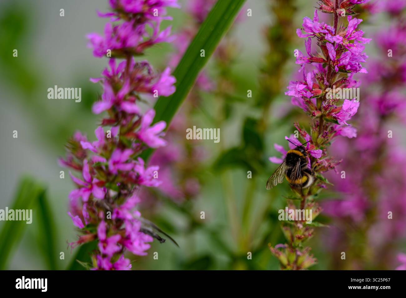 Late season nectar source for bees hi-res stock photography and images ...