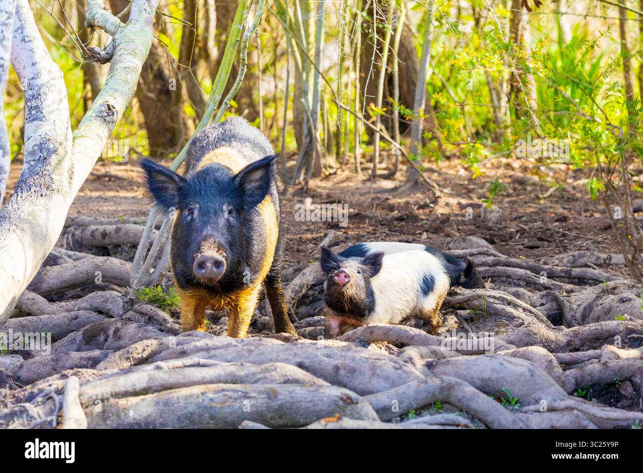 Invasive nature hi-res stock photography and images - Alamy