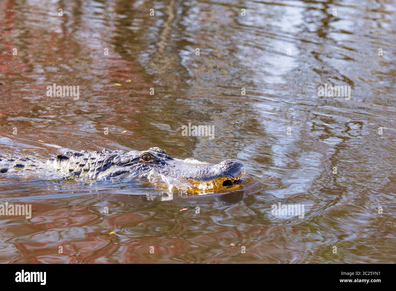 Louisiana bayou people hi-res stock photography and images - Alamy