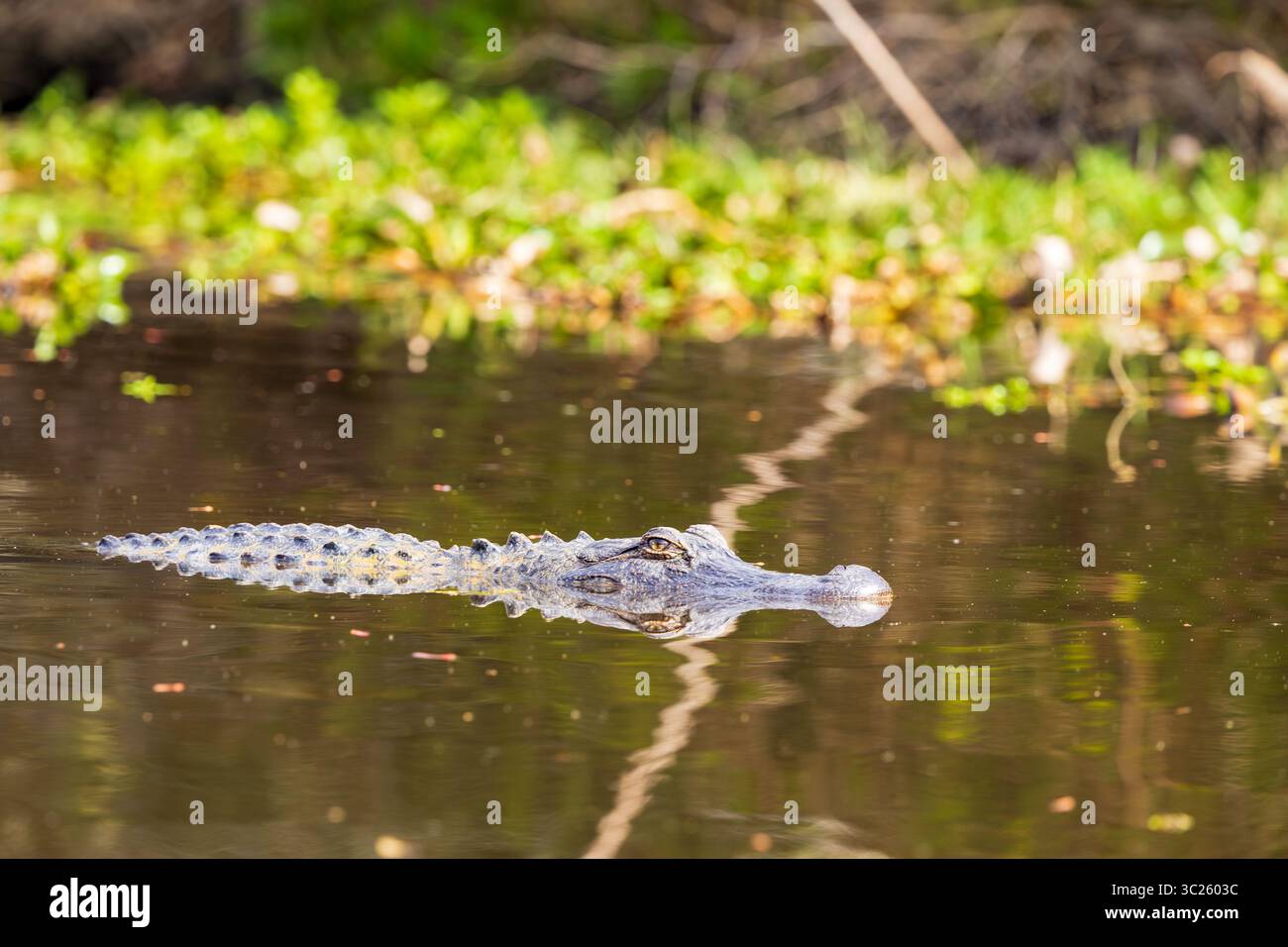 Louisiana bayou people hi-res stock photography and images - Alamy