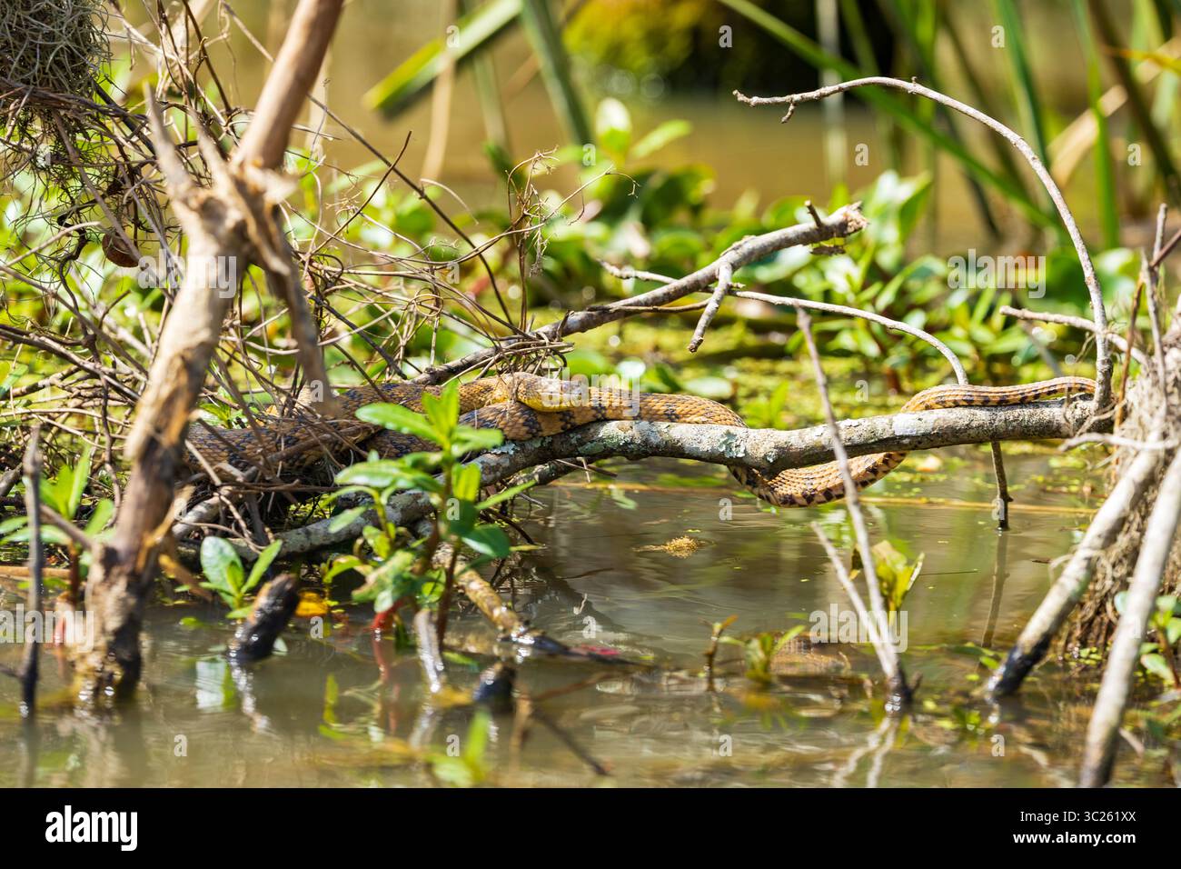 Nerodia rhombifer, commonly known as the diamondback water snake in its ...