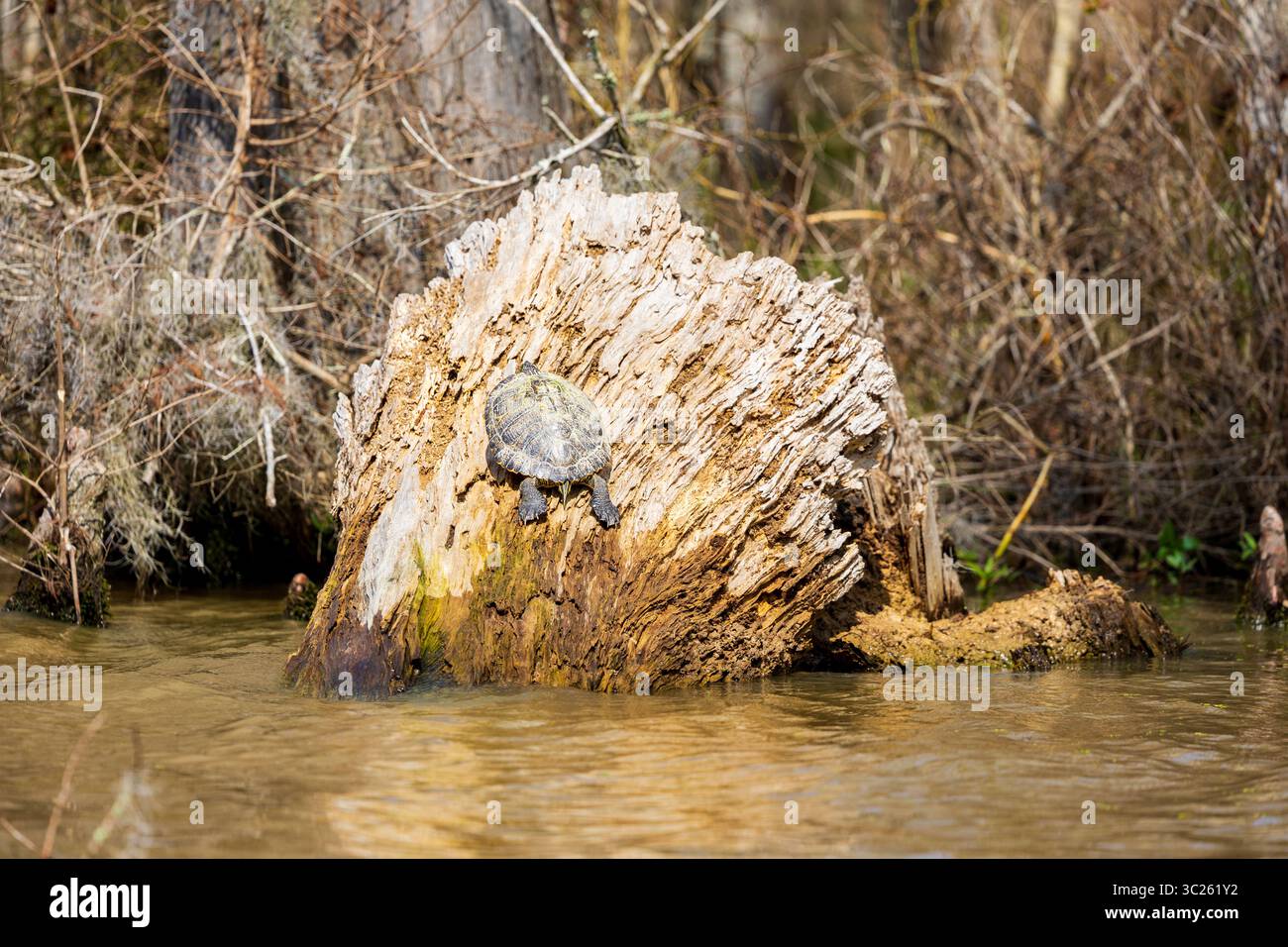 Red-eared slider turtle resting on a log in the Louisiana swamp Stock ...