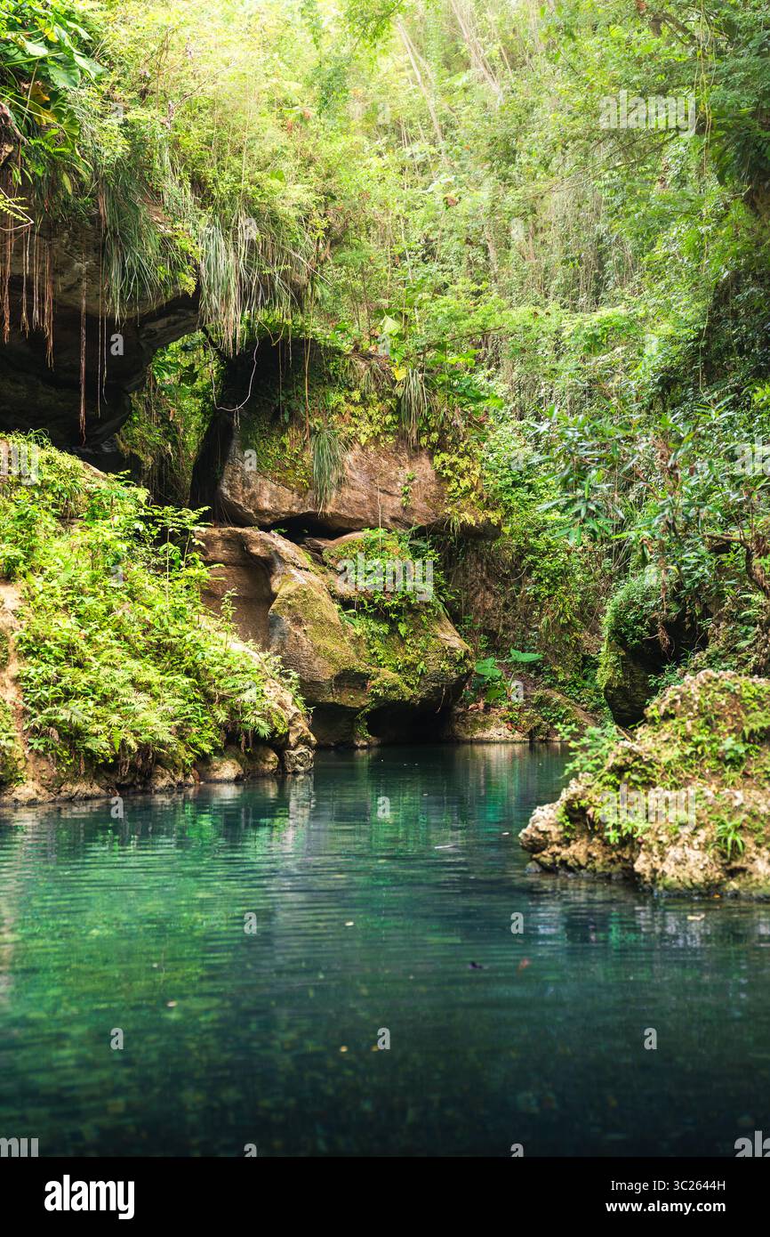 A serene tropical jungle scene with a clear blue river flowing through ...