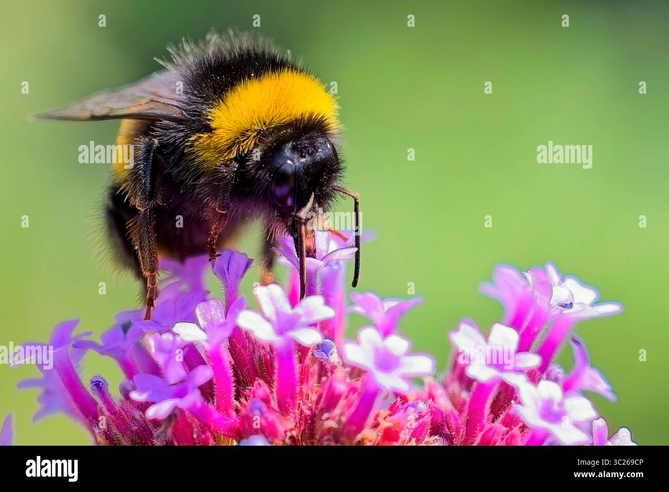 Bumblebee airborne hi-res stock photography and images - Alamy