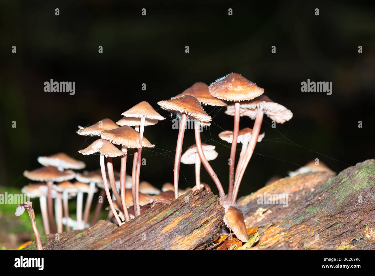 Bleeding Fairy Helmet Mushrooms Grow On Dead Wood, Tree Trunk, Mycena ...