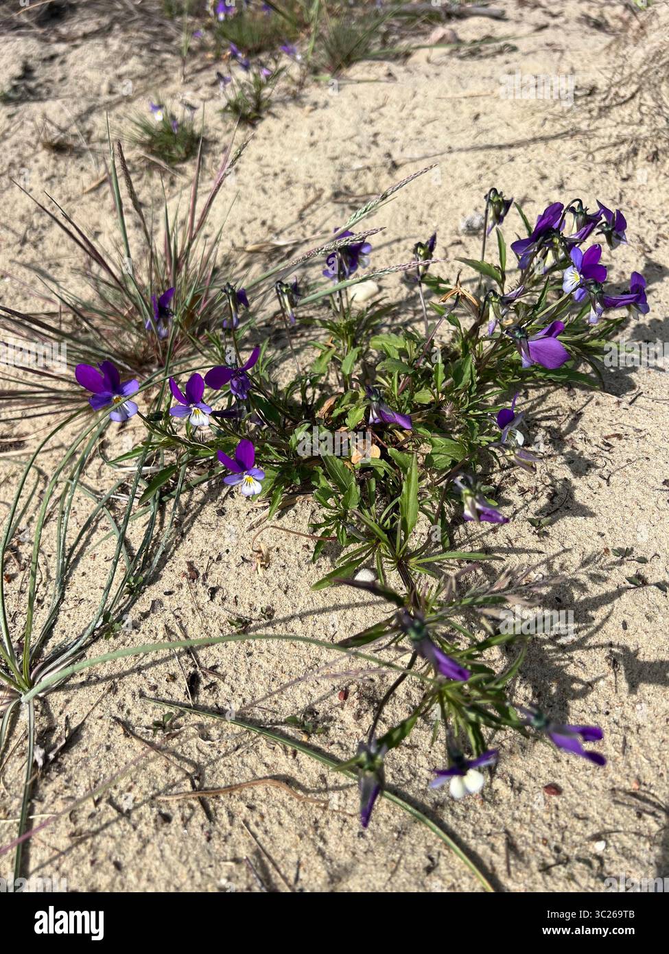 Baltic nature reserve smartphone stock photos and images - Alamy