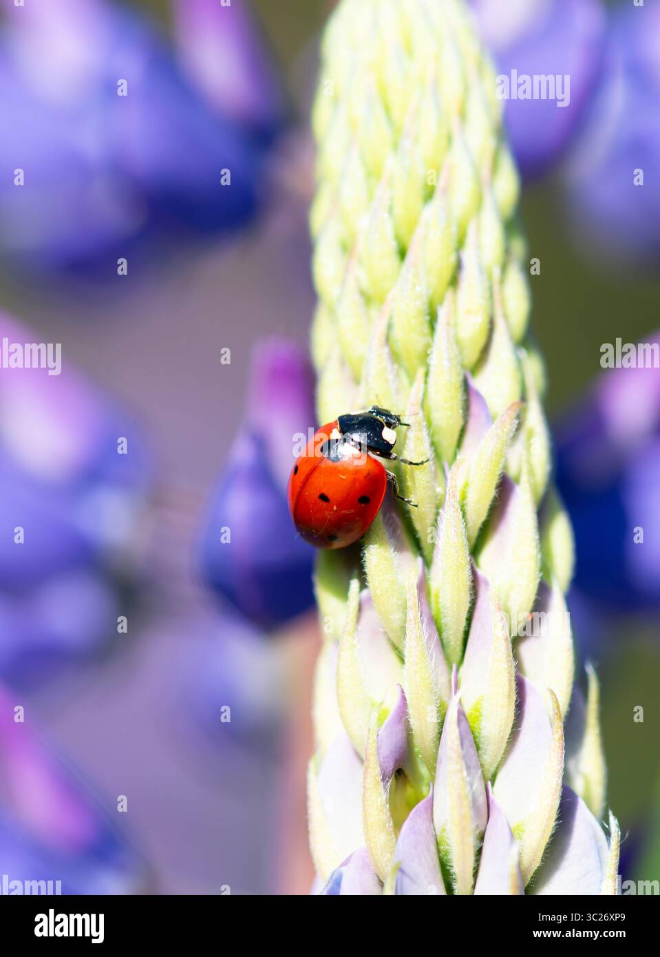 Ladybug On A Meadow, Macro Of A Bug Insect, Beetle Climbing Up A Flower ...