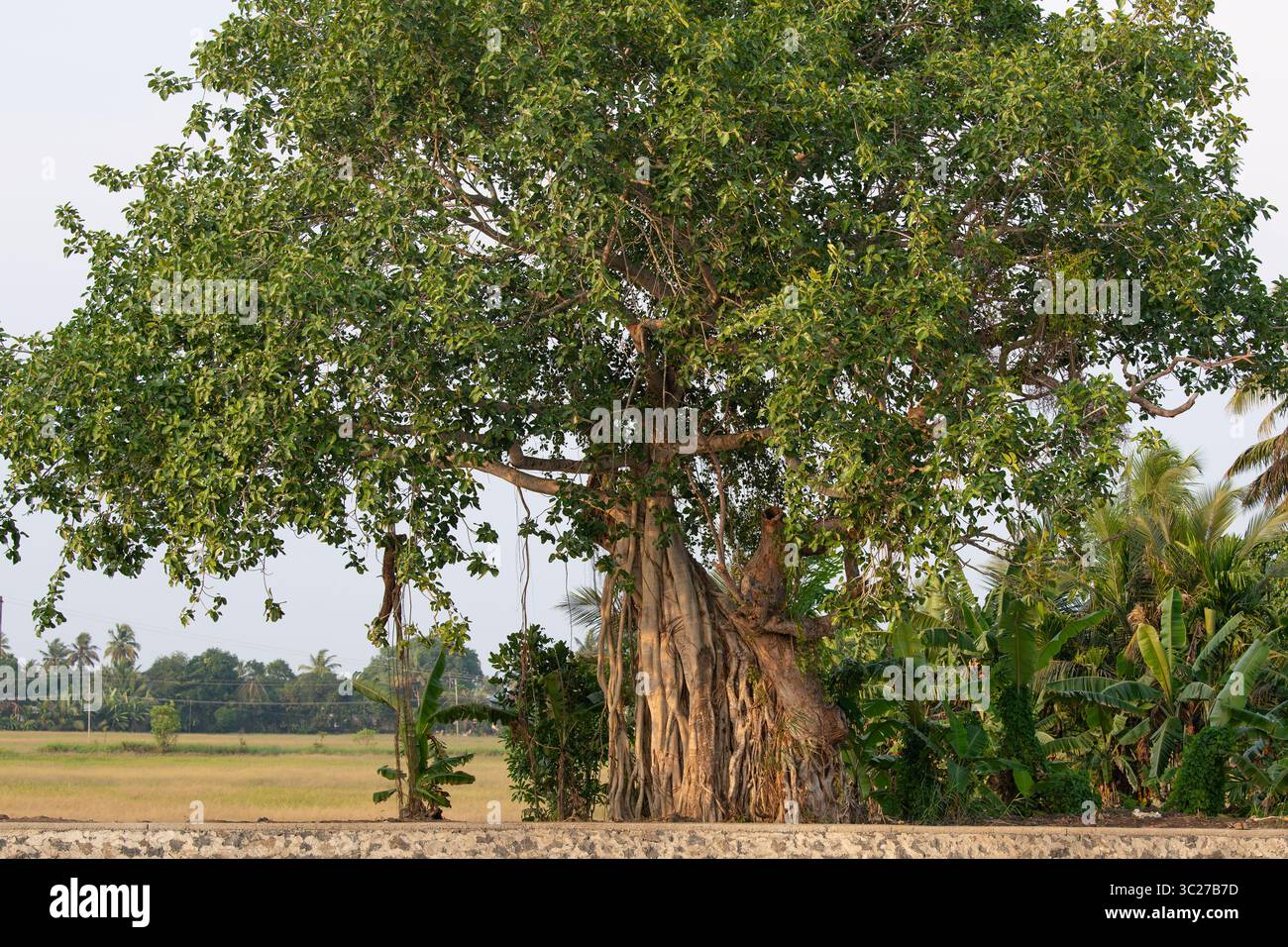 Ficus Benghalensis, Banyan Fig, Mangroves In India, Tropical Evergreen ...